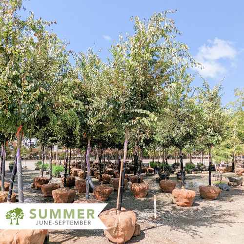 Frontier Elm - Ulmus x 'Frontier' | Shepherdssupply