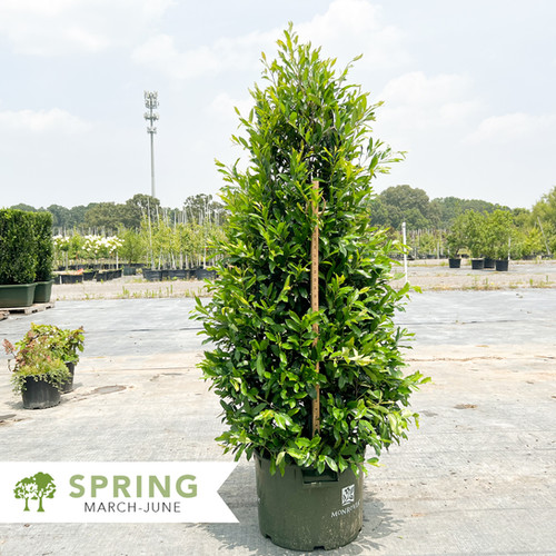 Bright 'N Tight™ Carolina Laurel - Prunus caroliniana 'Monus' | Shepherdssupply