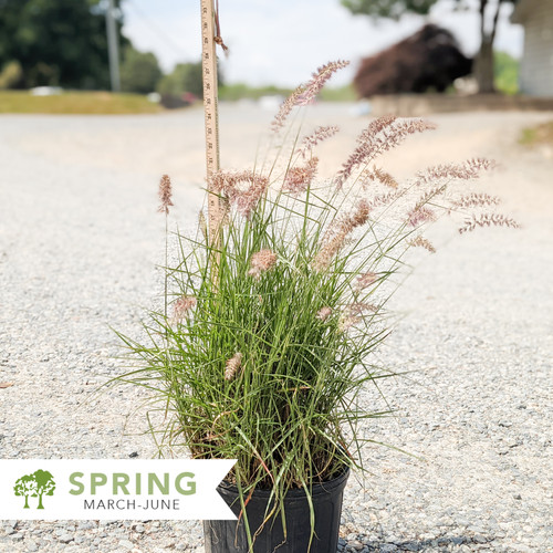Karley Rose Fountain Grass - Pennisetum orientale 'Karley Rose ...
