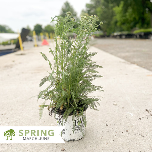 Firefly Peach Sky Yarrow – Achillea ‘Firefly Peach Sky’ | Shepherdssupply