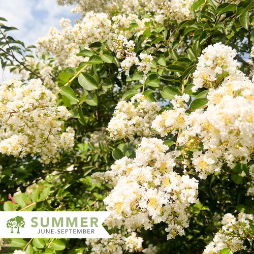 Natchez Crape Myrtle Tree Form - Lagerstroemia indica x fauiei 'Natchez ...