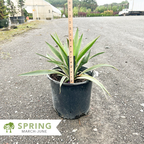 Variegated Spanish Dagger – Yucca gloriosa 'Variegata' | Shepherdssupply