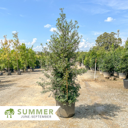 Foster Holly – Ilex x attenuata 'Fosteri' | Shepherdssupply