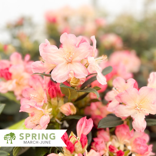 Percy Wiseman Rhododendron – Rhododendron yakushimanum 'Percy Wiseman ...