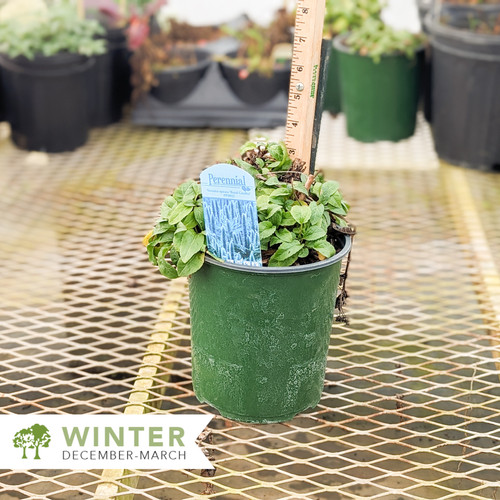 Royal Candles Speedwell – Veronica spicata 'Glory' | Shepherdssupply