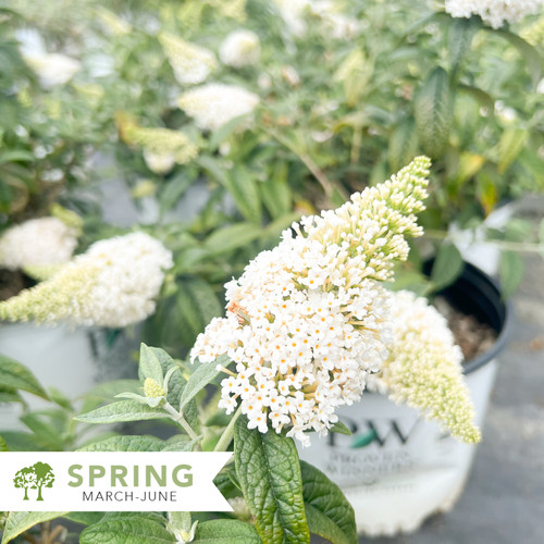 Pugster® White Butterfly Bush - Buddleja davidii 'SMNBDW' | Shepherdssupply