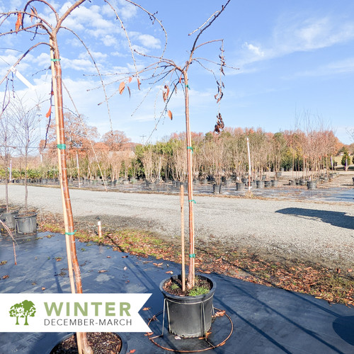 Weeping Extraordinaire™ Cherry – Prunus x 'Extrazam' | Shepherdssupply