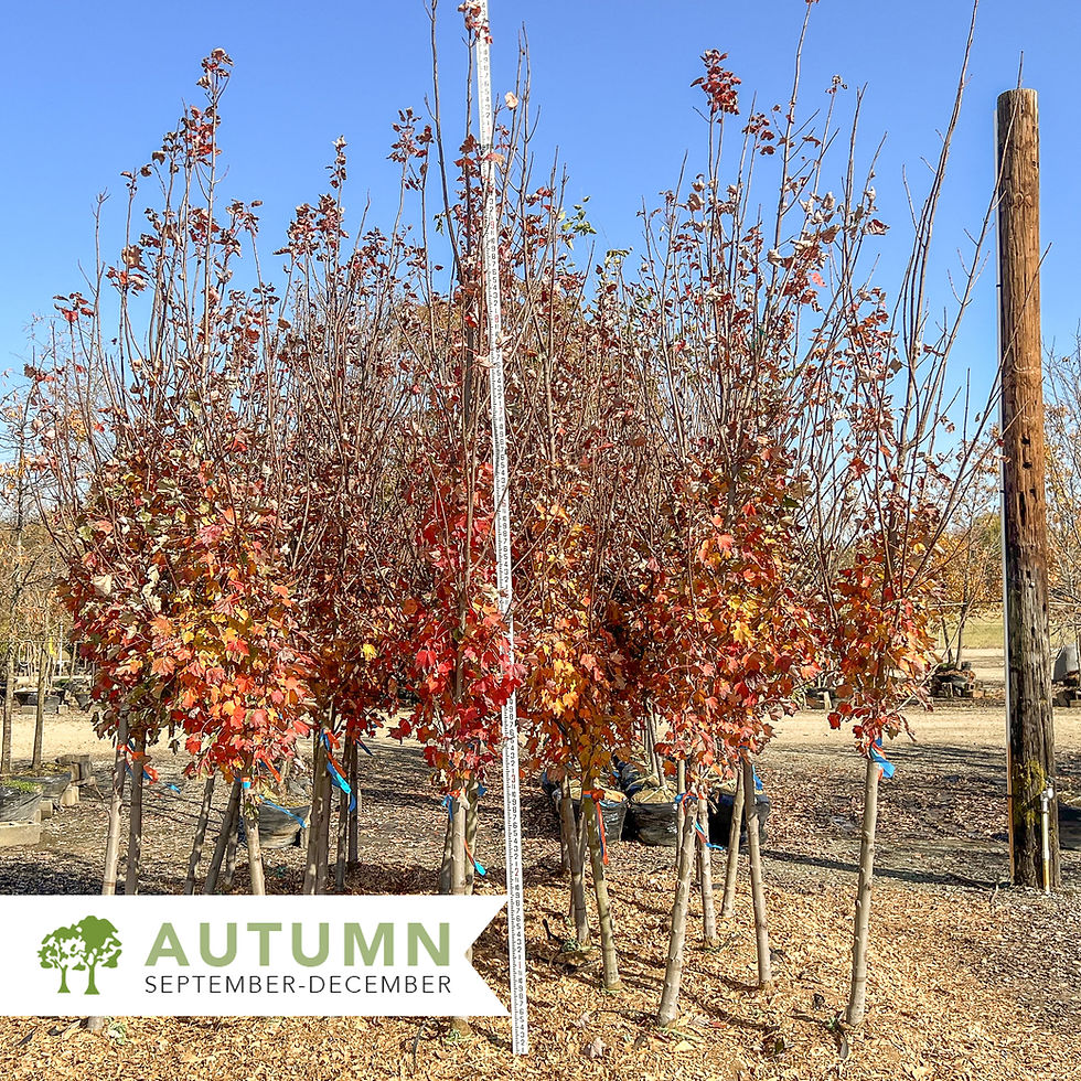 Brandywine Red Maple – Acer rubrum ‘Brandywine' | Shepherdssupply