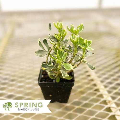 Silver Edge Japanese Spurge - Pachysandra terminalis 'Silver Edge ...