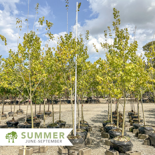American Sentry® Linden - Tilia americana 'McKSentry' | Shepherdssupply