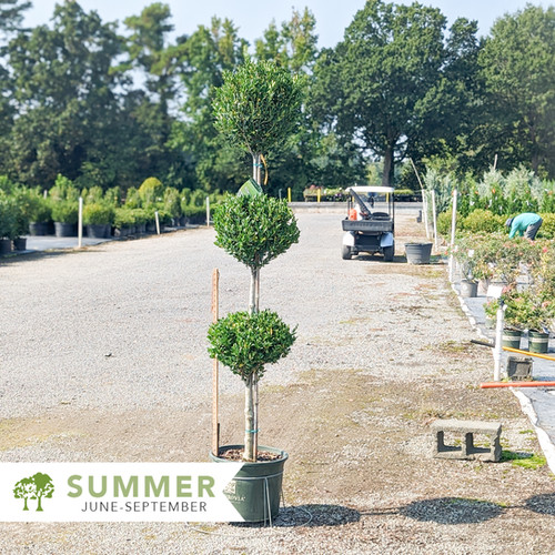 3 Ball Poodle Emerald Colonnade Holly Topiary | Shepherdssupply