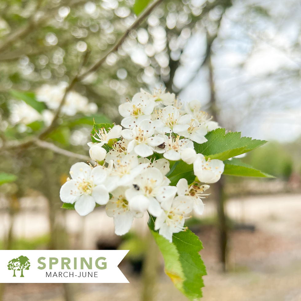 Winter King Hawthorn - Crataegus viridis 'Winter King' | Shepherdssupply