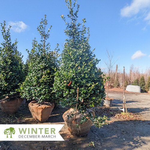 Emily Bruner Holly - Ilex x 'Emily Bruner' | Shepherdssupply