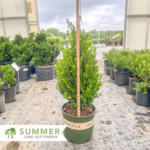 Winter Gem Boxwood Cone - Buxus microphylla var. japonica 'Winter Gem ...