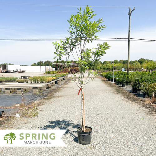 Moonglow® Magnolia – Magnolia virginiana 'Jim Wilson' | Shepherdssupply