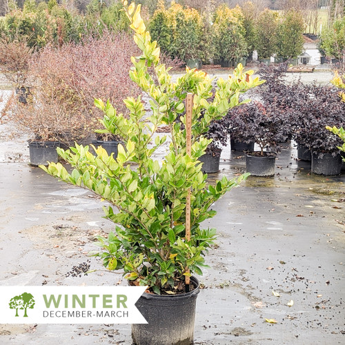 Howardii Japanese Privet – Ligustrum japonicum 'Howardii' | Shepherdssupply