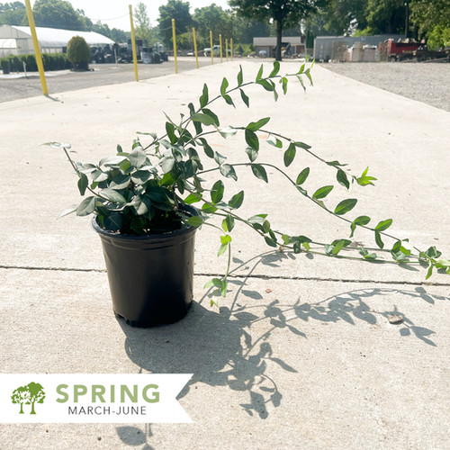 Purple Wintercreeper – Euonymus fortunei 'Coloratus' | Shepherdssupply