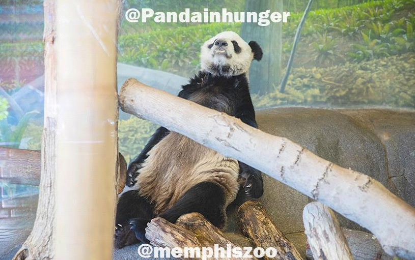 Conditions of Memphis Zoo’s Pandas Raise Big Questions
