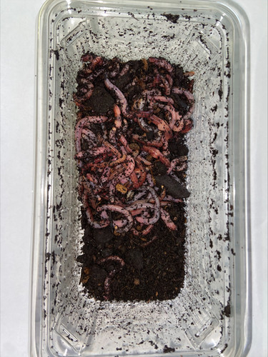 Medium Dendrobaena Worms | liveaquaticfood