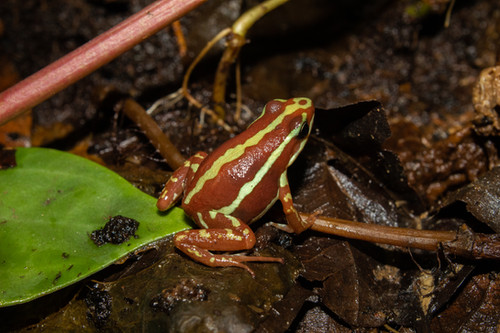 Frog Bundle | liveaquaticfood