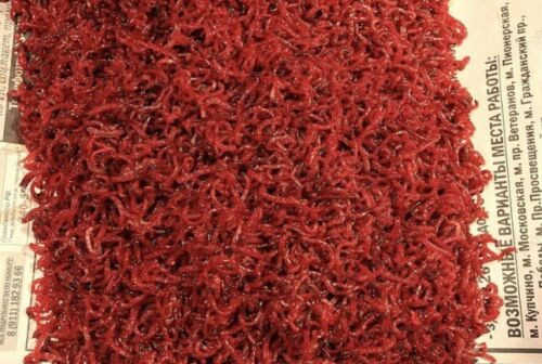 Bulk Live Bloodworm 100g | liveaquaticfood