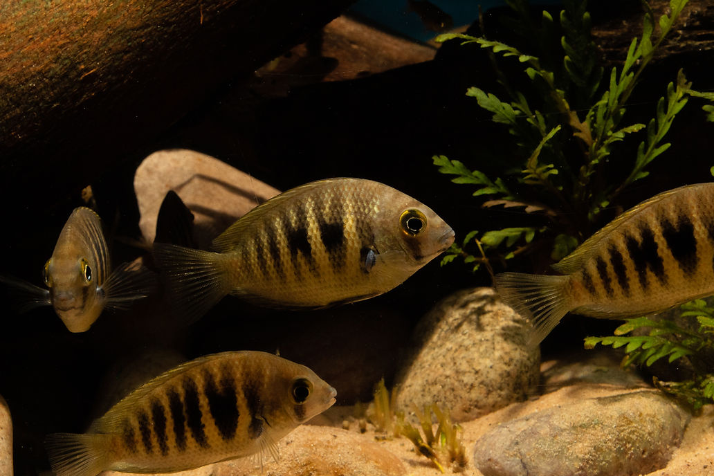 Fish Food | Live Aquatic Food Online | United Kingdom