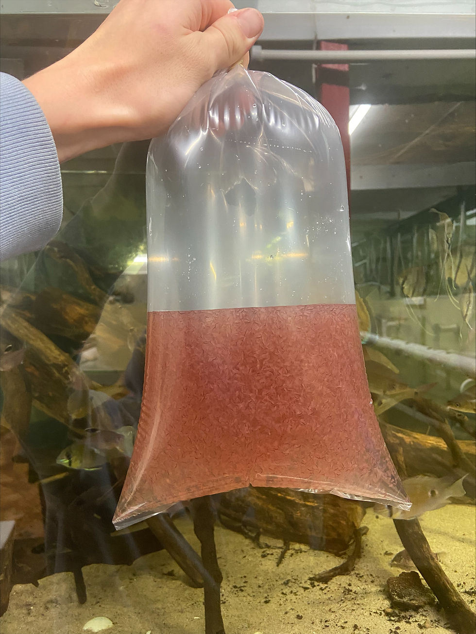 Bulk Bag of Brine Shrimp | liveaquaticfood