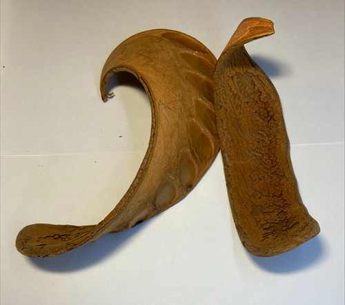 Elephant Ear | liveaquaticfood