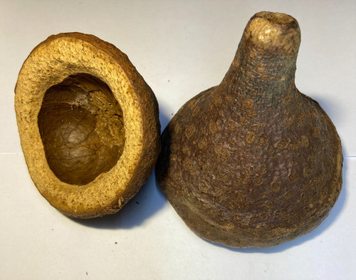 Chapeuzinho Pod | liveaquaticfood