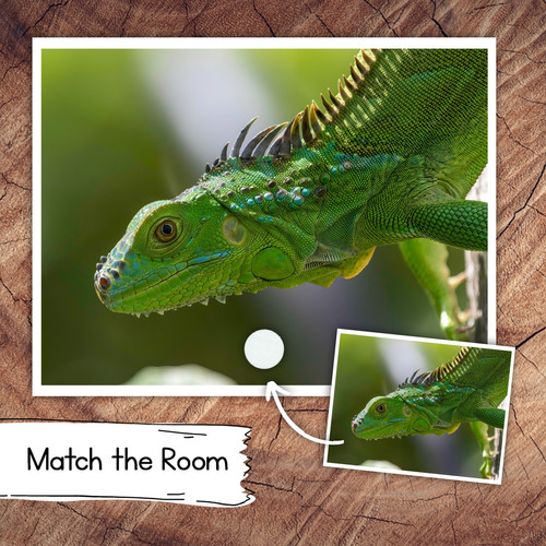 Match the Room Ii is for Iguana | Little Spark Company