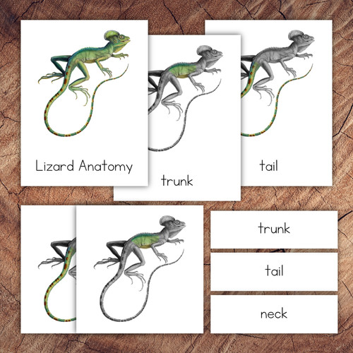 Lizard Anatomy 3-Part Card Set | Little Spark Company