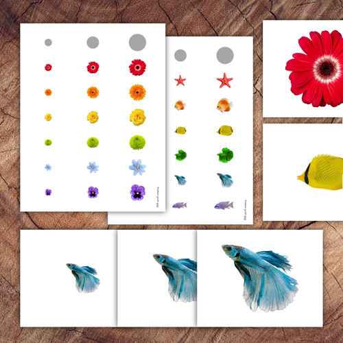 Big Isolated Objects Size Sorting Pack | Little Spark Company