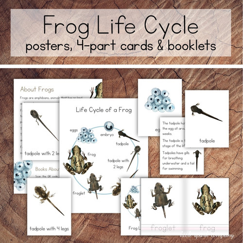 Frog Life Cycle Pack | Little Spark Company