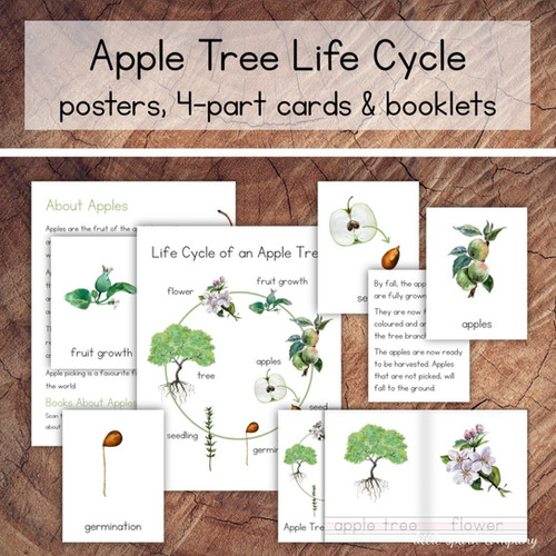 Apple Tree Life Cycle Pack | Little Spark Company