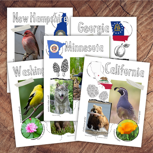 United States of America State Poster Pack | Little Spark Company