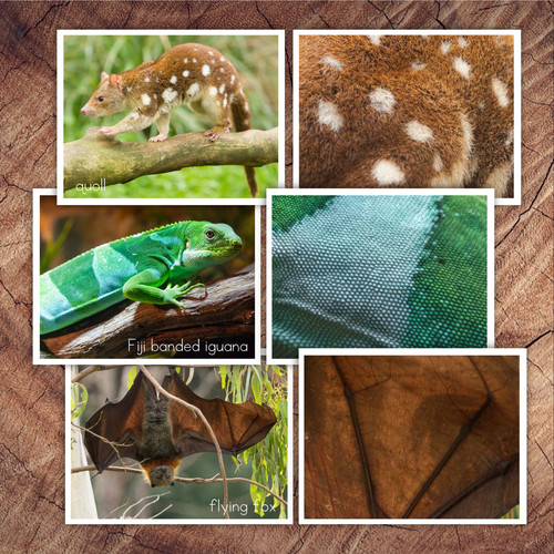 Oceanic Animals Fur, Skin Pattern Matching | Little Spark Company