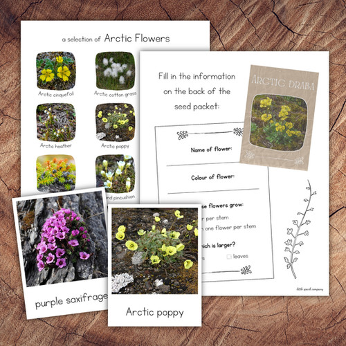 Arctic Flowers Pack | Little Spark Company