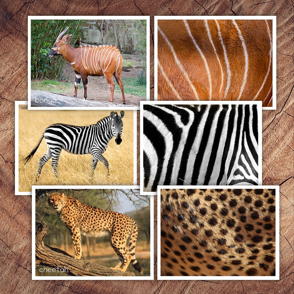 African Animals Fur, Skin Pattern Matching | Little Spark Company