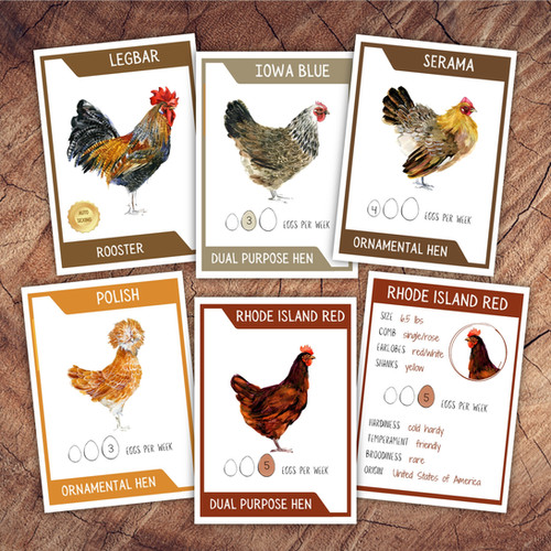 Chicken Breeds Trading Cards, Set 2 | Little Spark Company