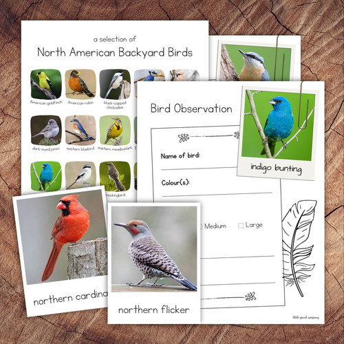 North American Backyard Birds Pack | Little Spark Company