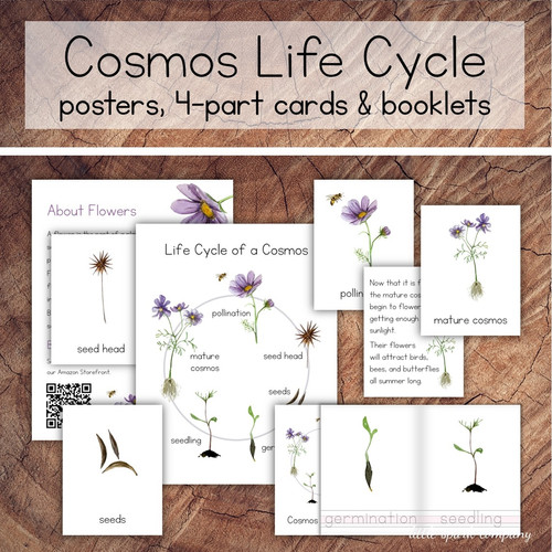 Cosmos Plant Life Cycle Pack | Little Spark Company