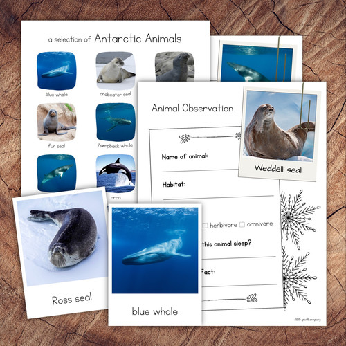 Antarctic Animals Pack | Little Spark Company