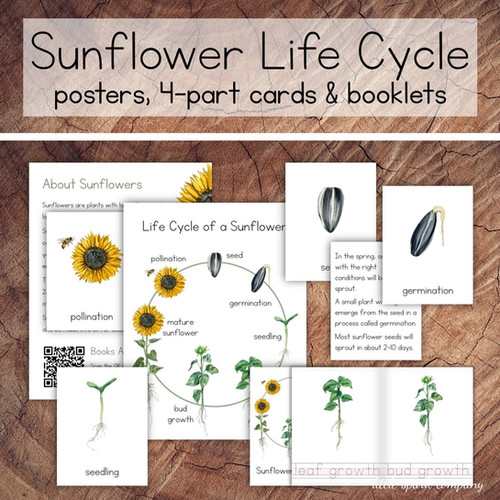 Sunflower Life Cycle Pack | Little Spark Company