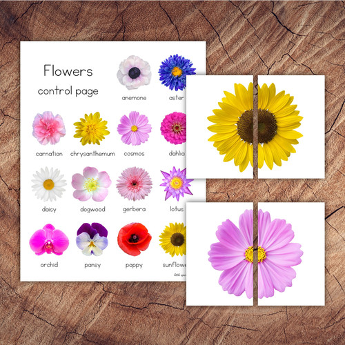 Flower Symmetry Cards | Little Spark Company