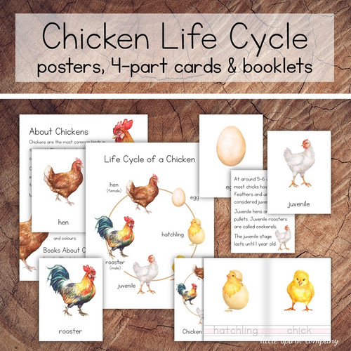 Chicken Life Cycle Pack | Little Spark Company