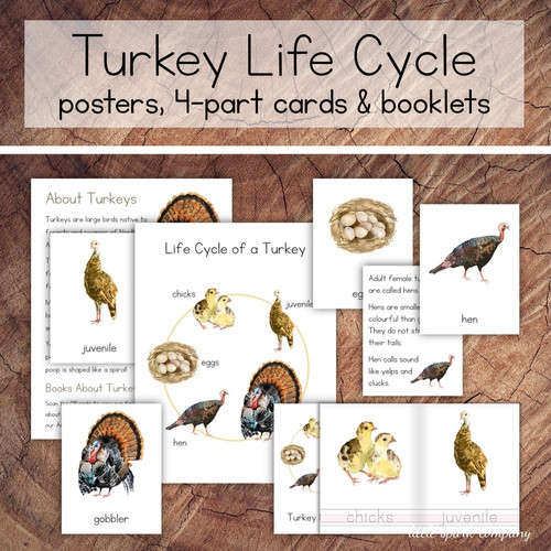 Turkey Life Cycle Pack | Little Spark Company
