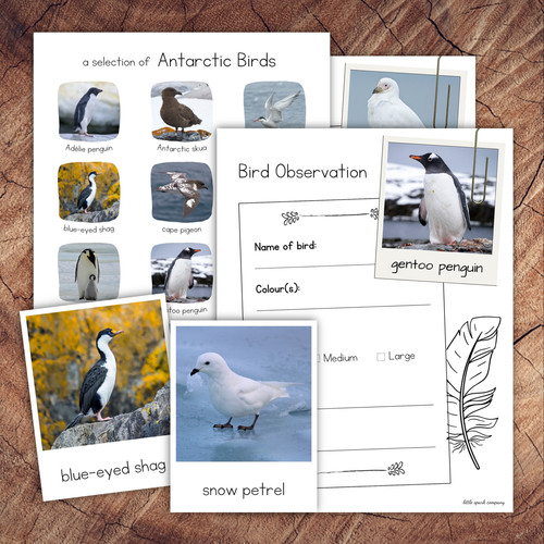 Antarctic Birds Pack | Little Spark Company