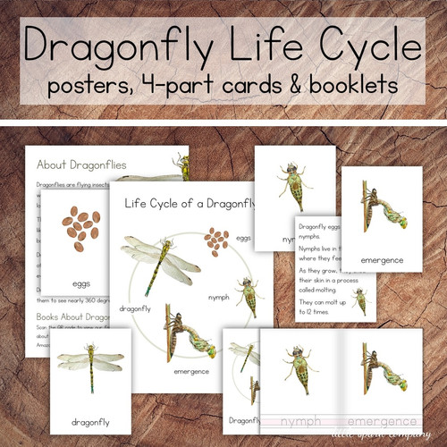 Dragonfly Life Cycle Pack | Little Spark Company