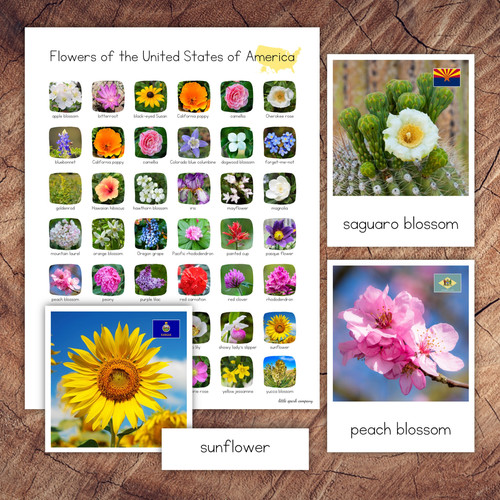 US State Flowers Emblems Poster & 3-Part Card Set | Little Spark Company