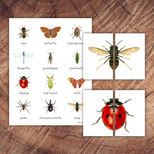 Insect Symmetry Cards | Little Spark Company